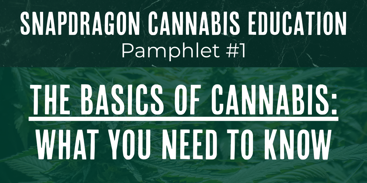 The Basics of Cannabis: What You Need to Know - Snapdragon Hemp