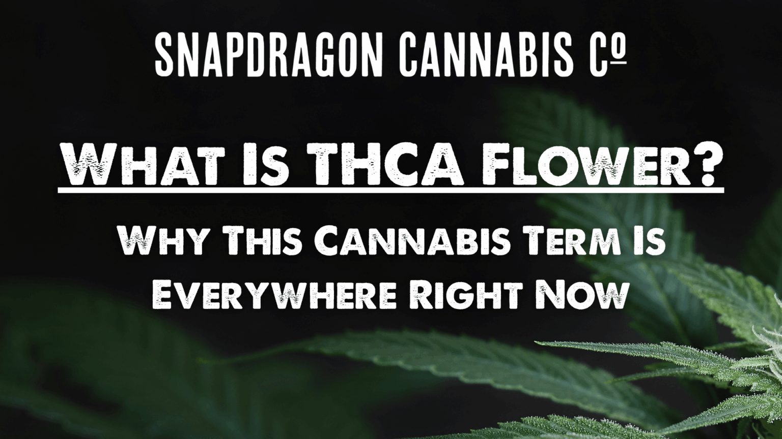 THC Percentage, TAC, and Terpenes: How to Read a Cannabis Label ...