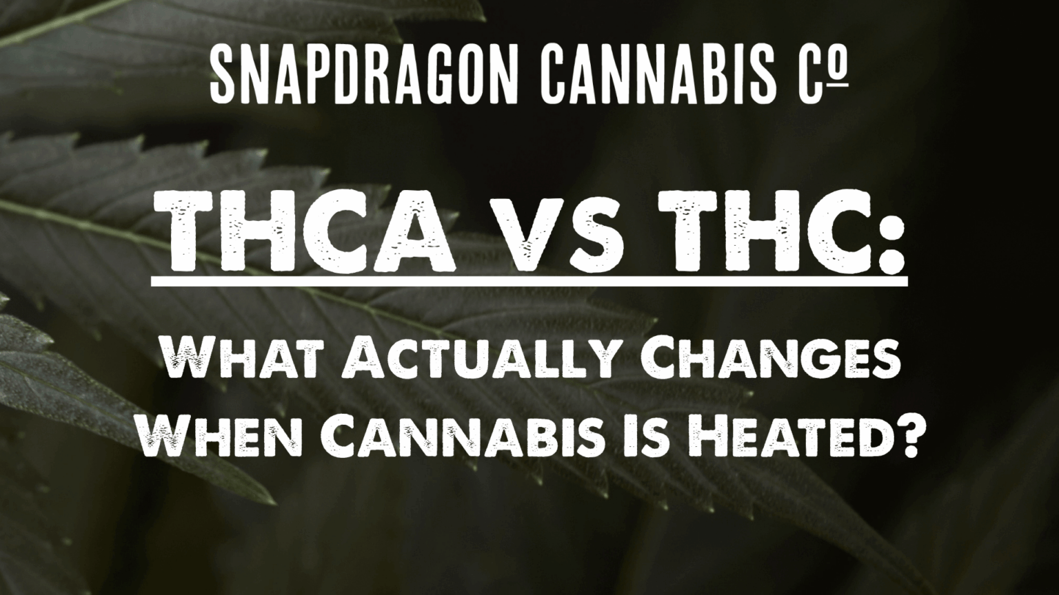 THC Percentage, TAC, and Terpenes: How to Read a Cannabis Label ...